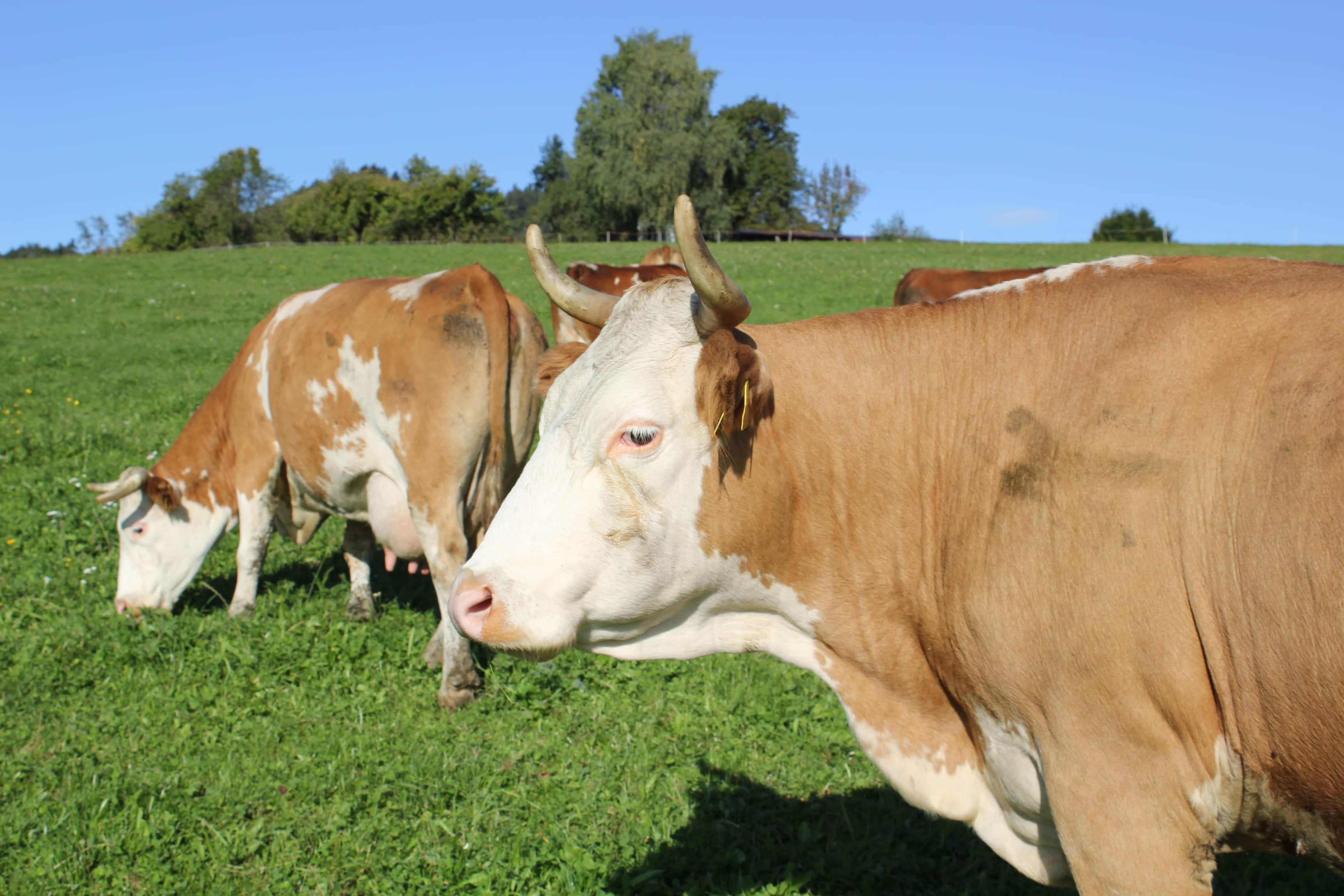 Informationen zu Weidehaltung und Auslauf - BIO AUSTRIA