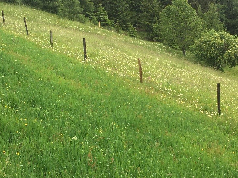 Was wächst und lebt auf meinen Wiesen? - BIO AUSTRIA
