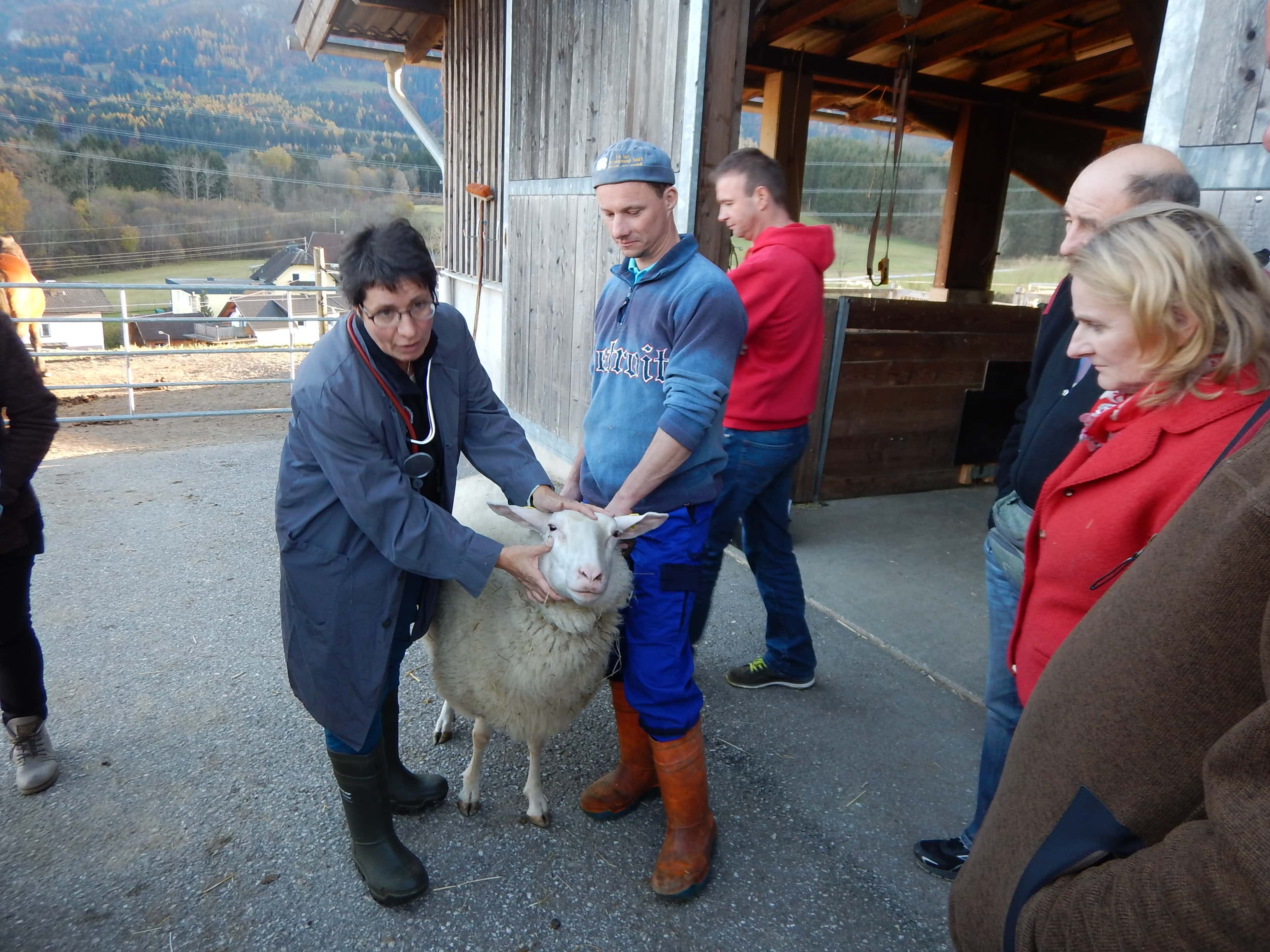 Tiergesundheit bei Schaf und Ziege - BIO AUSTRIA
