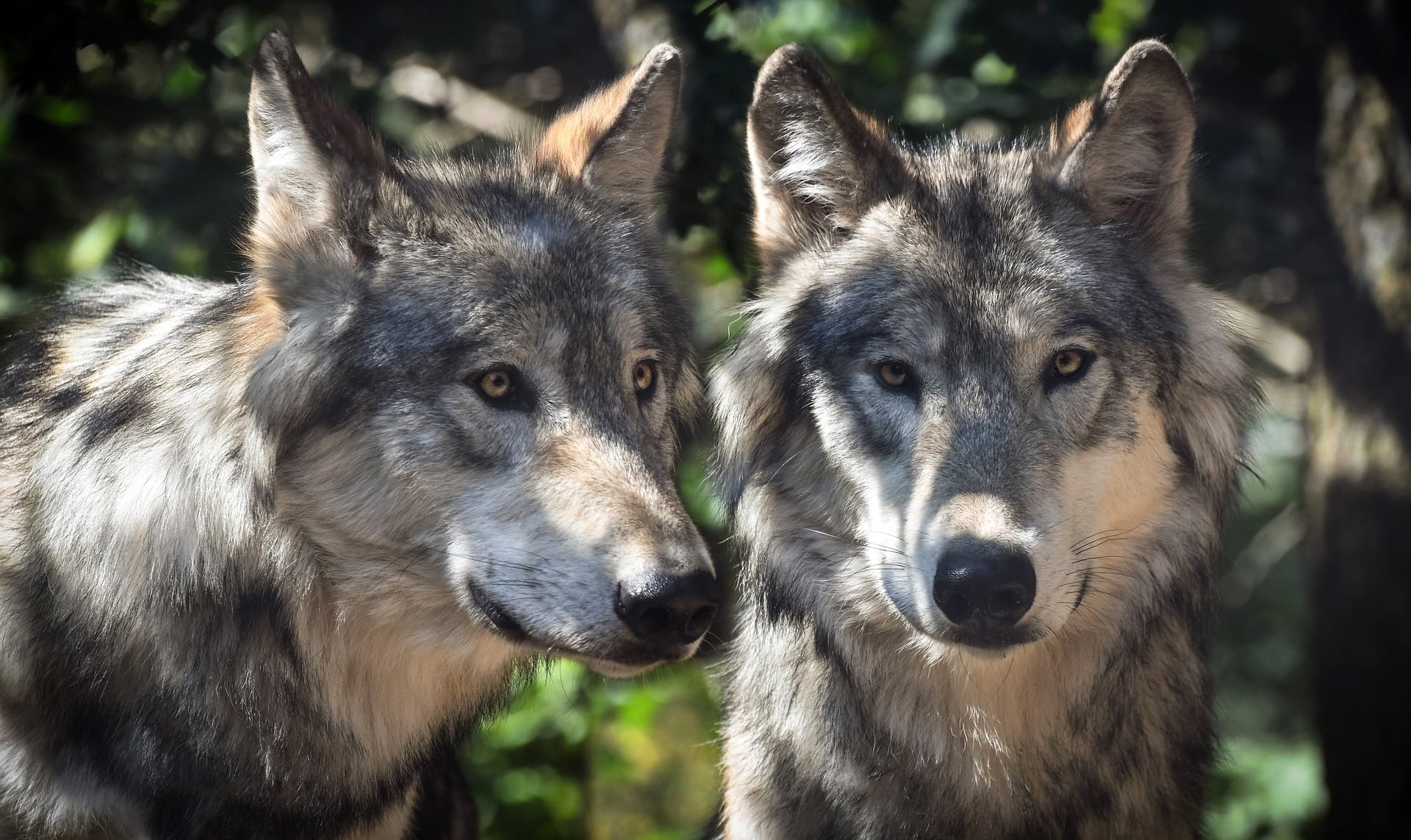 BIO AUSTRIA bezieht Stellung zum Thema Wolf - BIO AUSTRIA